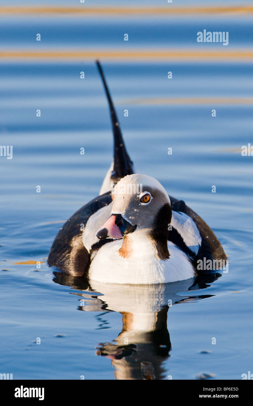 Drake Long-tailed Duck, Clangula hyemalis Stock Photo - Alamy