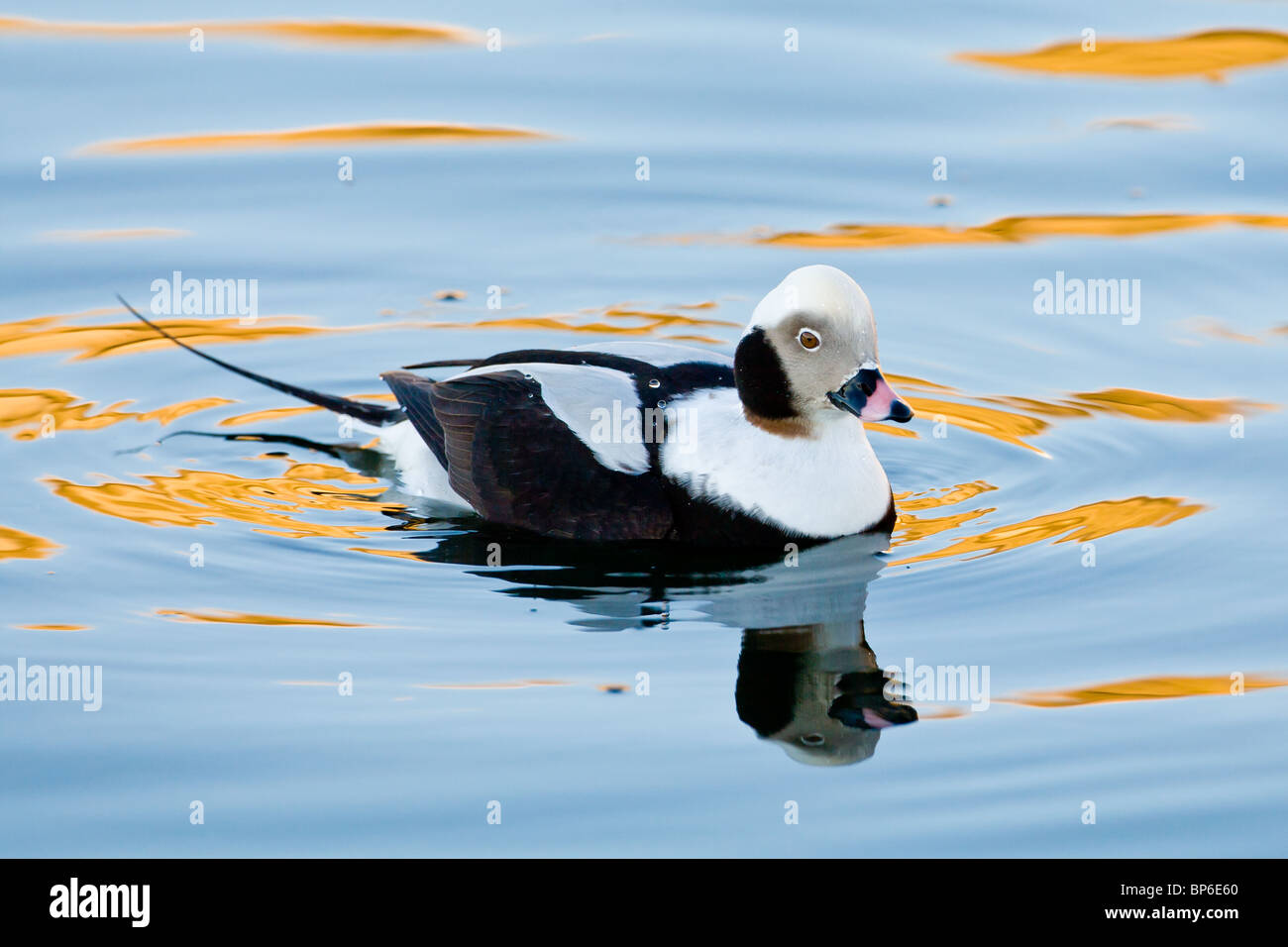 Drake Long-tailed Duck, Clangula hyemalis Stock Photo - Alamy