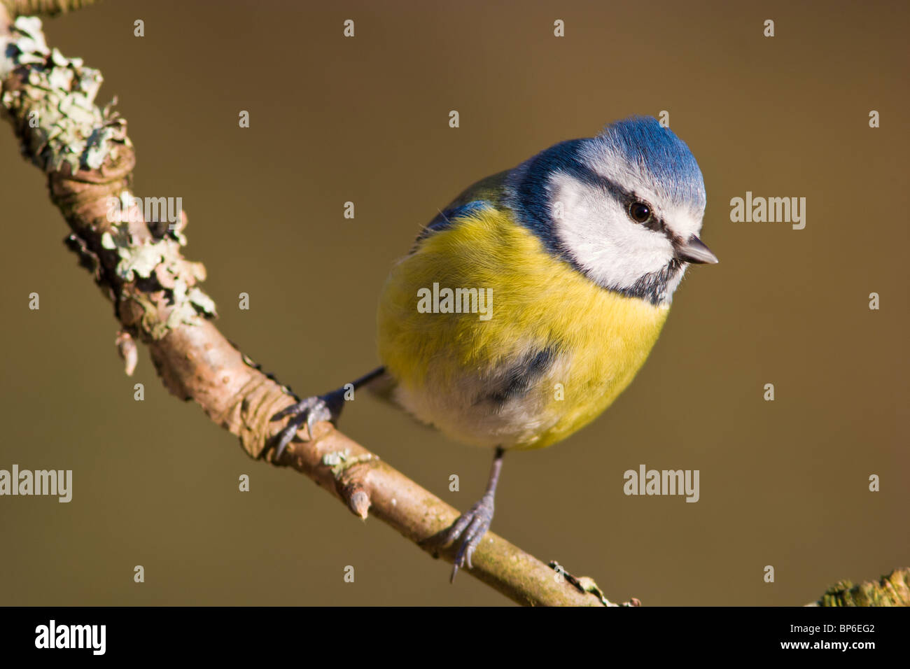 Blue Tit, Parus caeruleus Stock Photo - Alamy