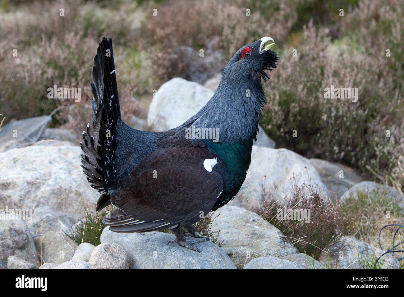 Capercaillie lek hi-res stock photography and images - Alamy