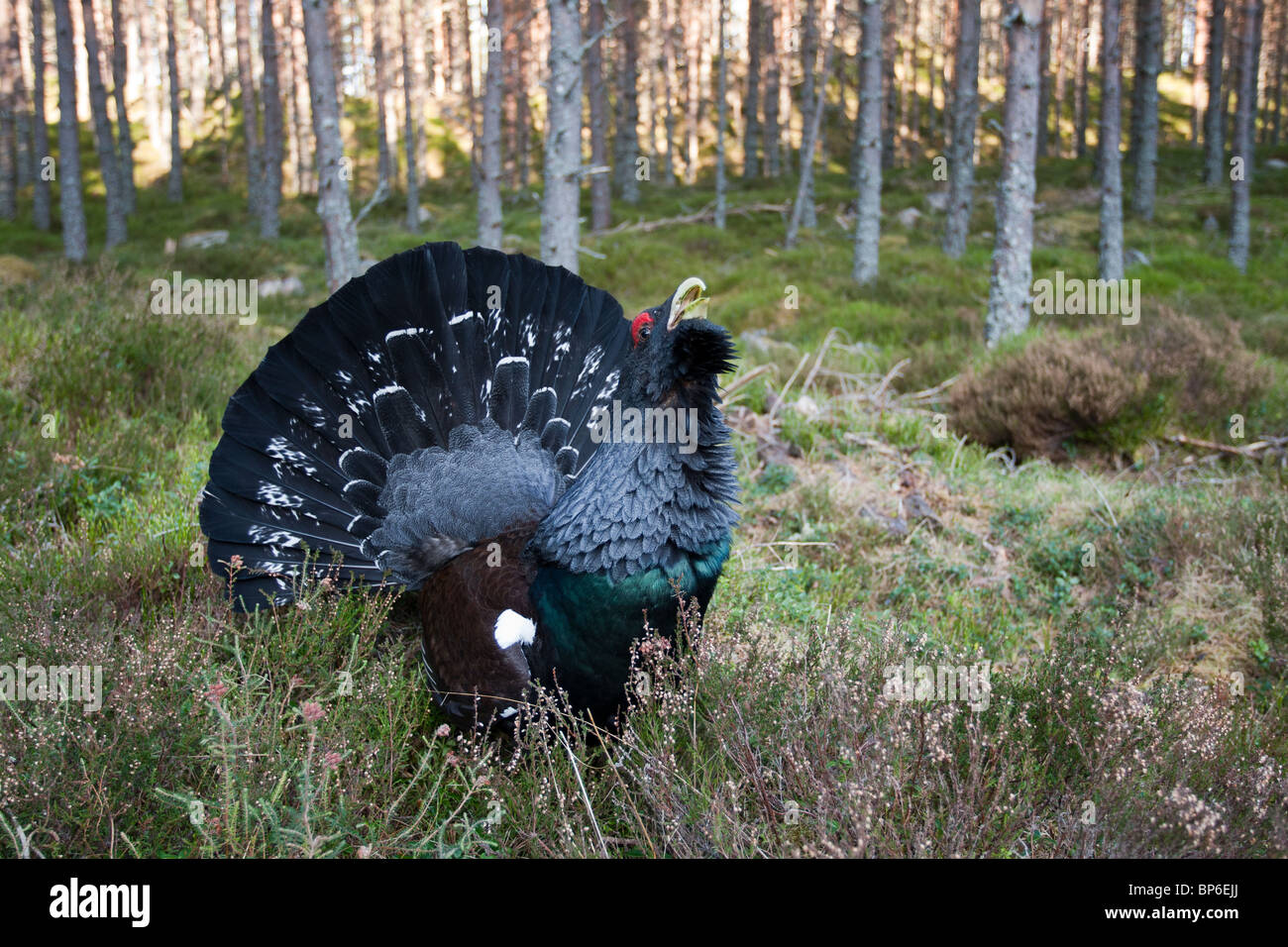 Capercaillie hi-res stock photography and images - Alamy