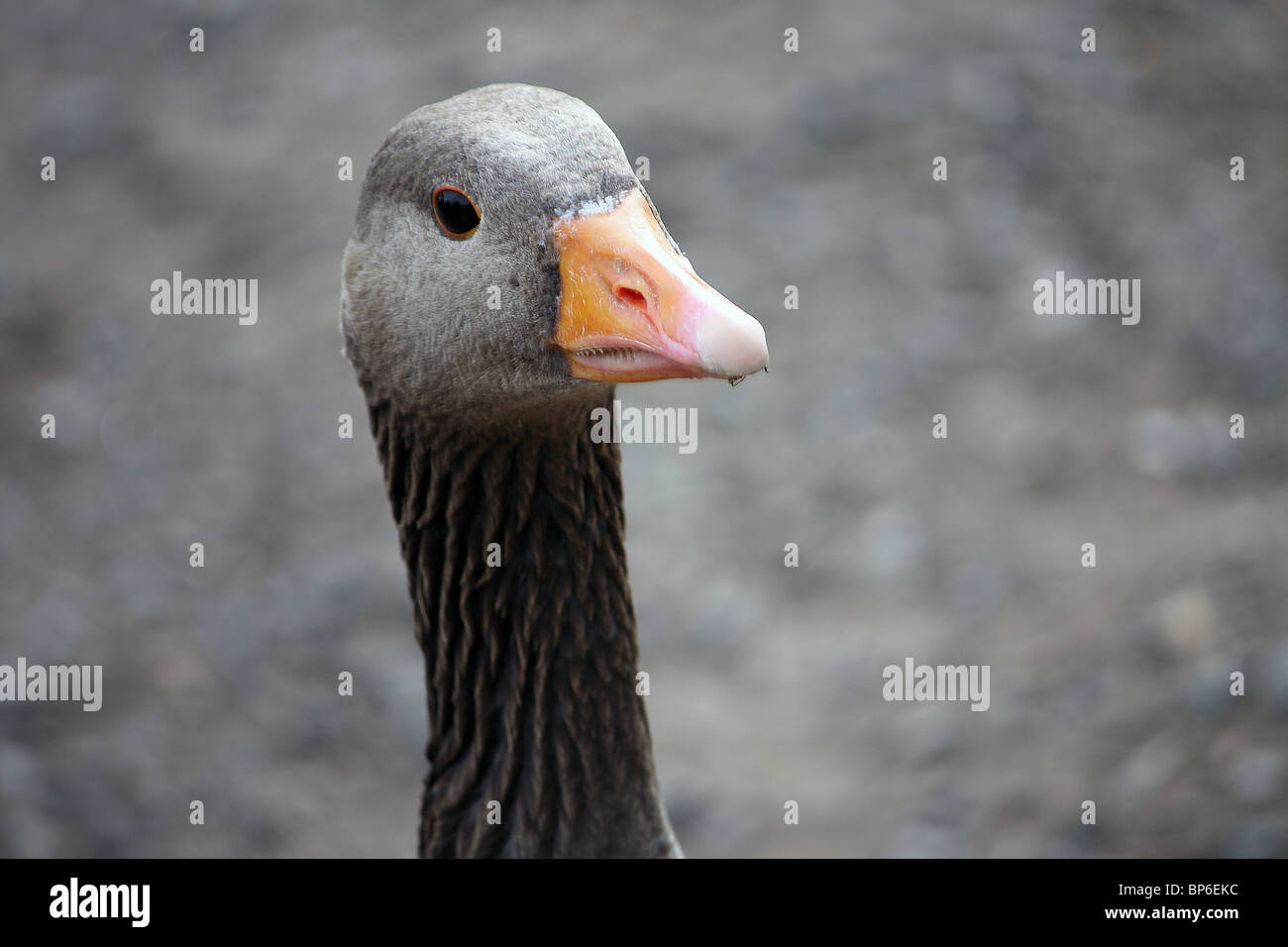 A ducks head Stock Photo - Alamy