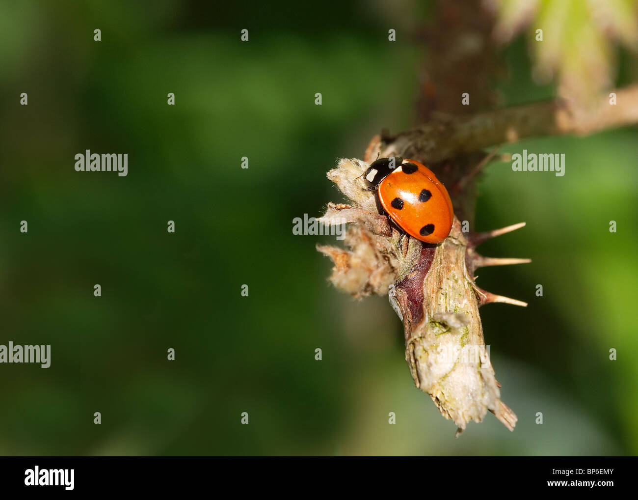 7 spot ladybird, Coccinella 7-punctata, photographed at the River Brock ...
