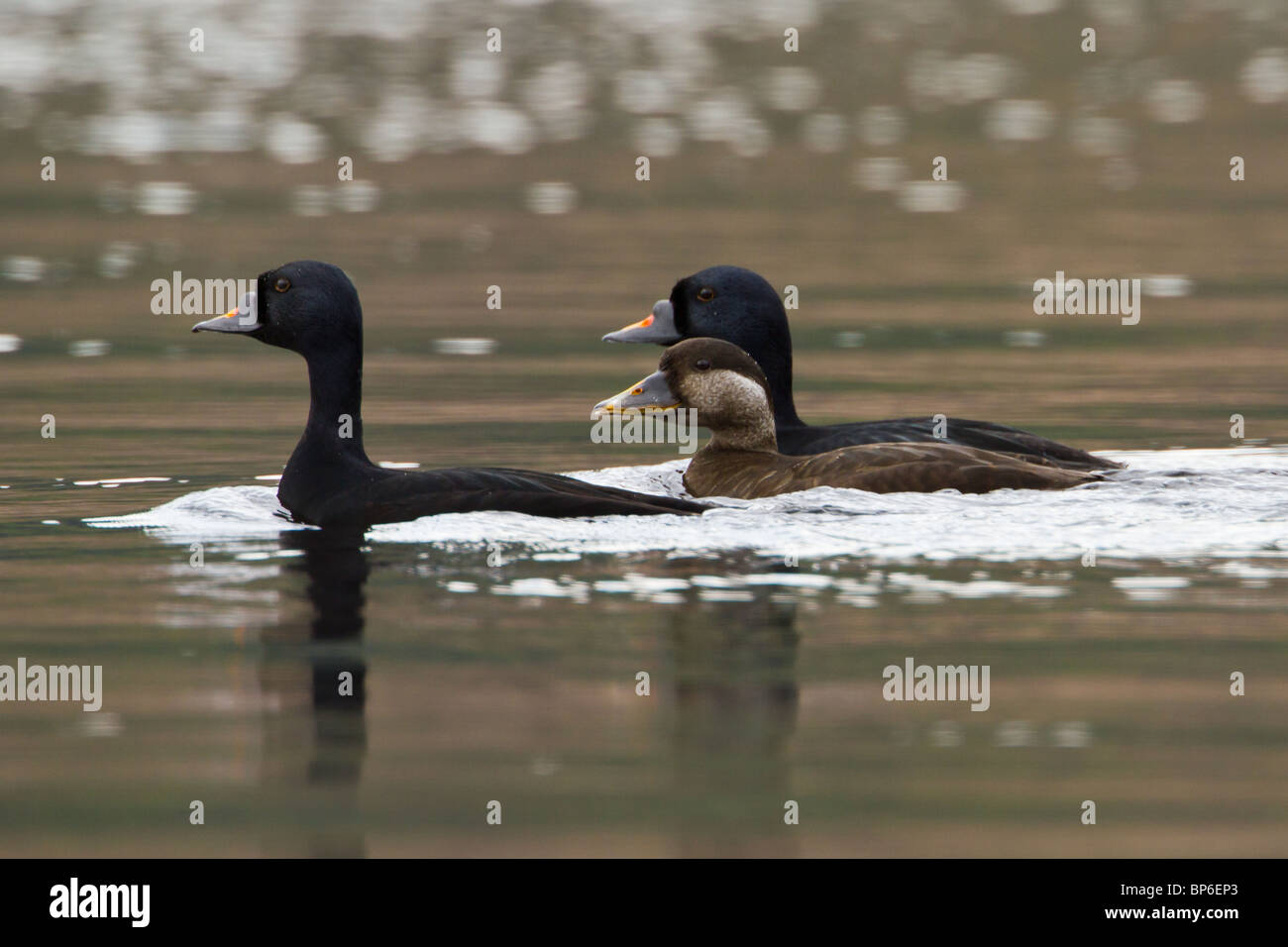 Common scoter duck hi-res stock photography and images - Alamy