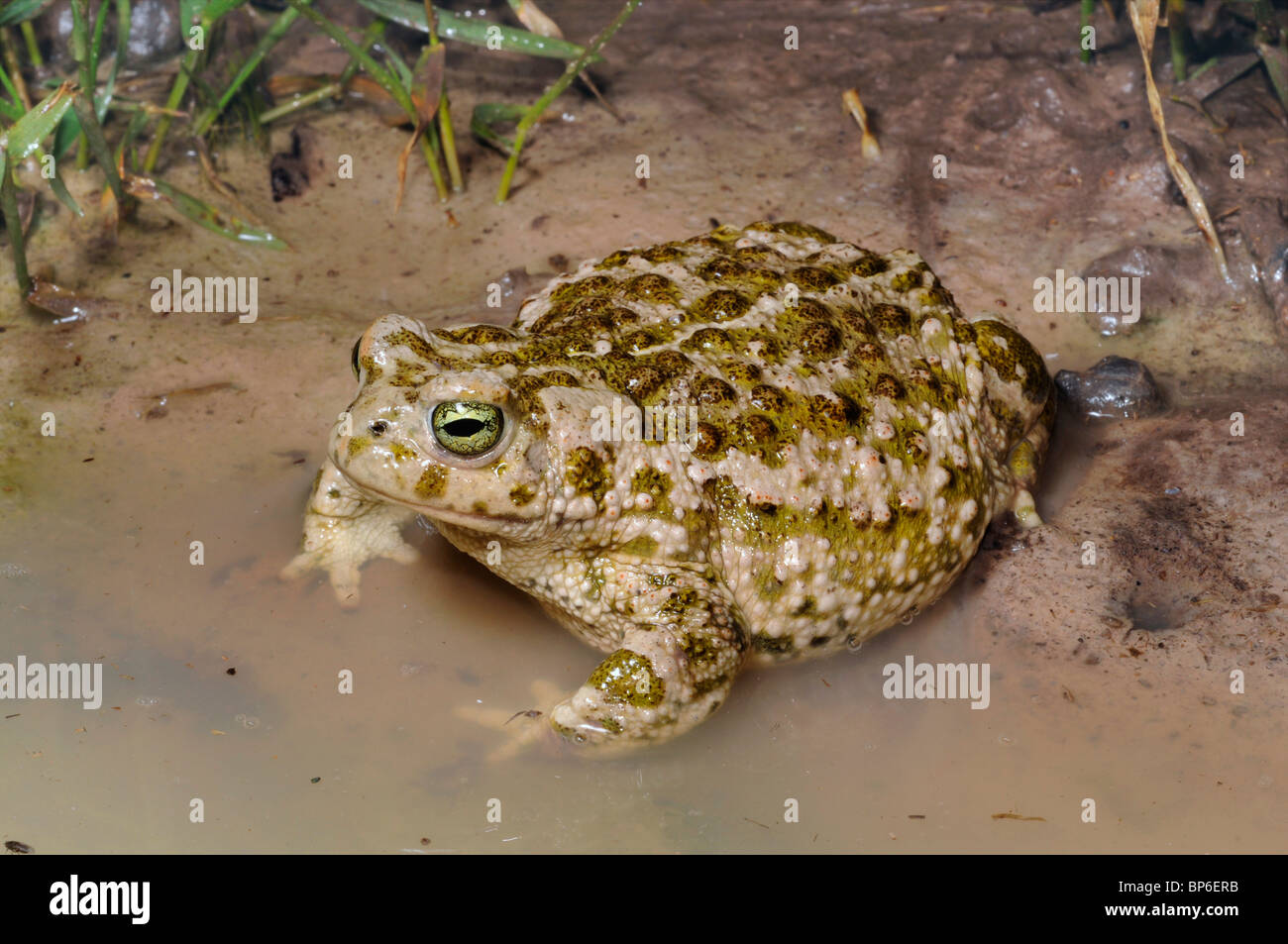 natterjack toad, natterjack, British toad (Bufo calamita), at pond ...