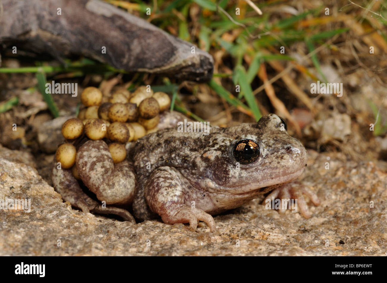 midwife toad (Alytes obstetricans boscai), male with string of spawn ...