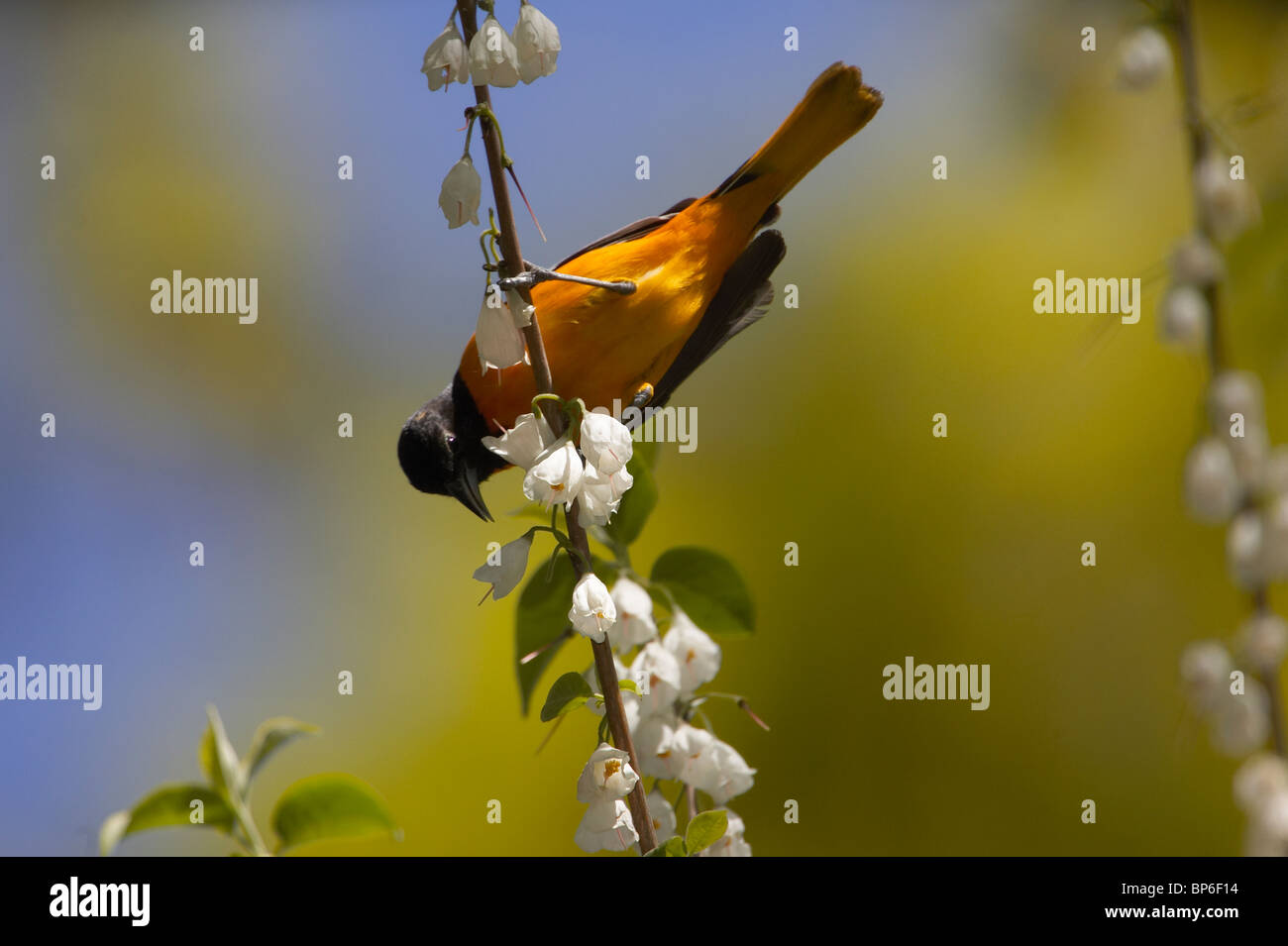 Adult Male Baltimore Oriole in Breeding Plumage Feeding on Carolina ...