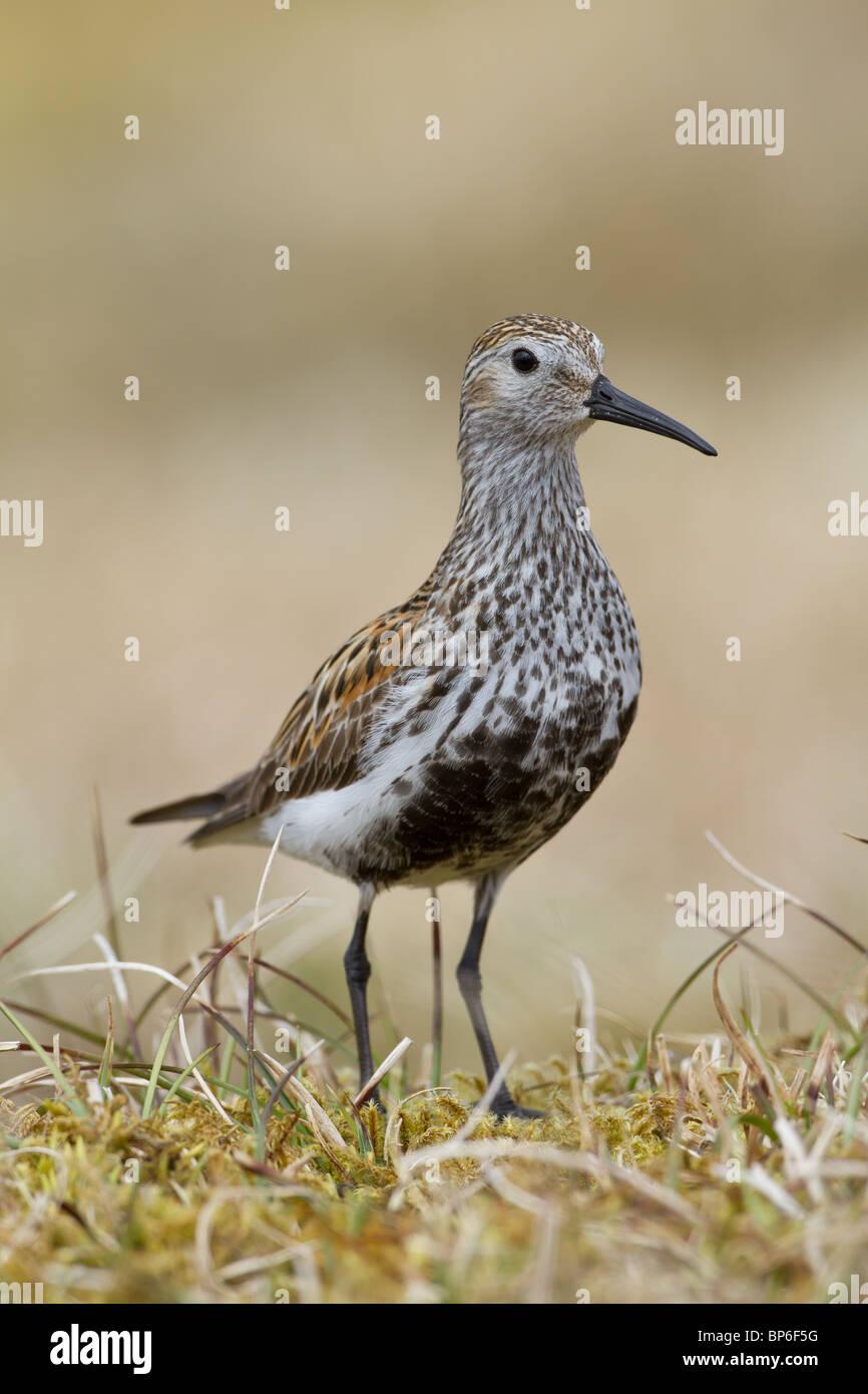 Dunlin, Calidris alpina, in summer plumage Stock Photo - Alamy