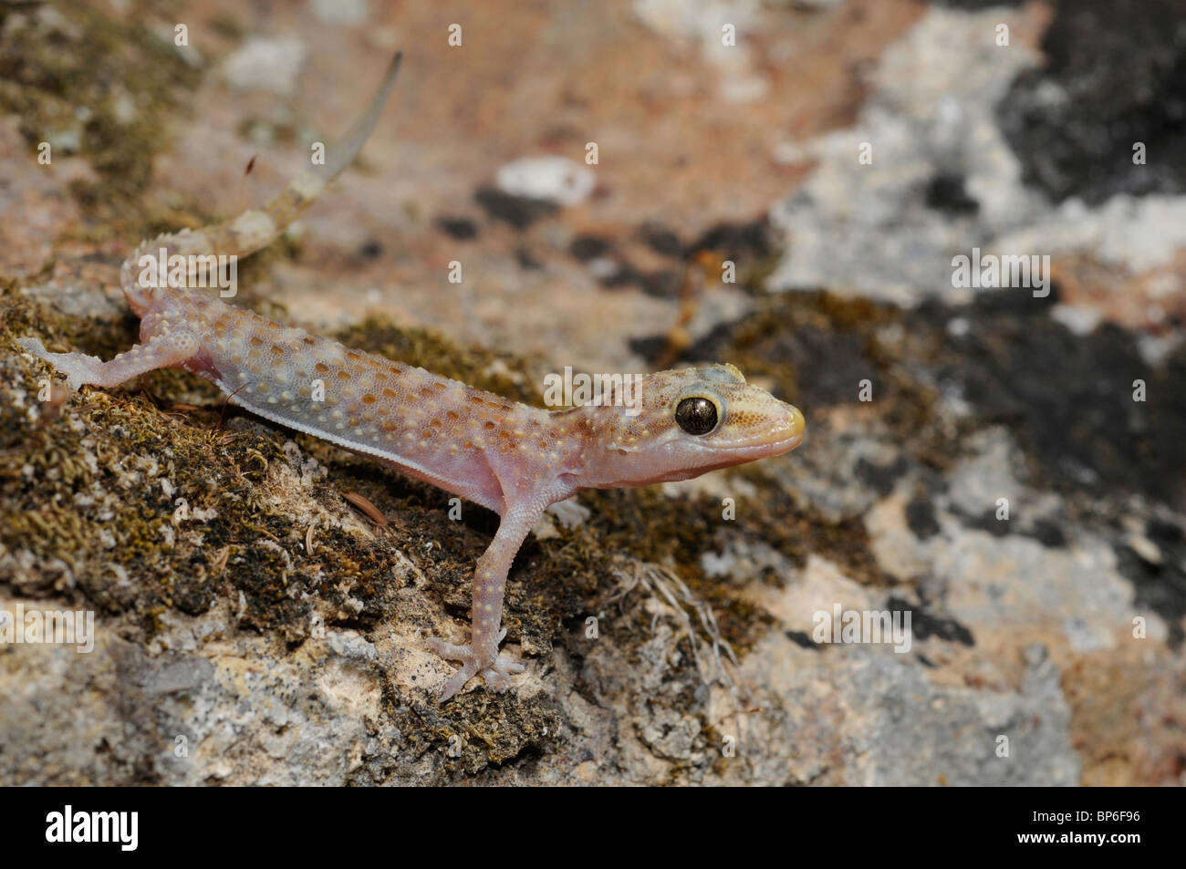 Turkish gecko, Mediterranean gecko (Hemidactylus turcicus), creeping at ...