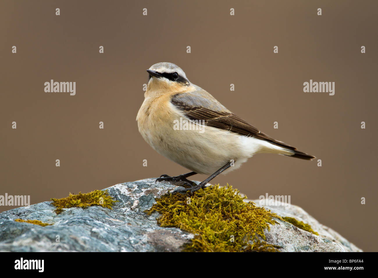 Northern Wheatear , Oenanthe oenanthe leucorhoa Stock Photo - Alamy
