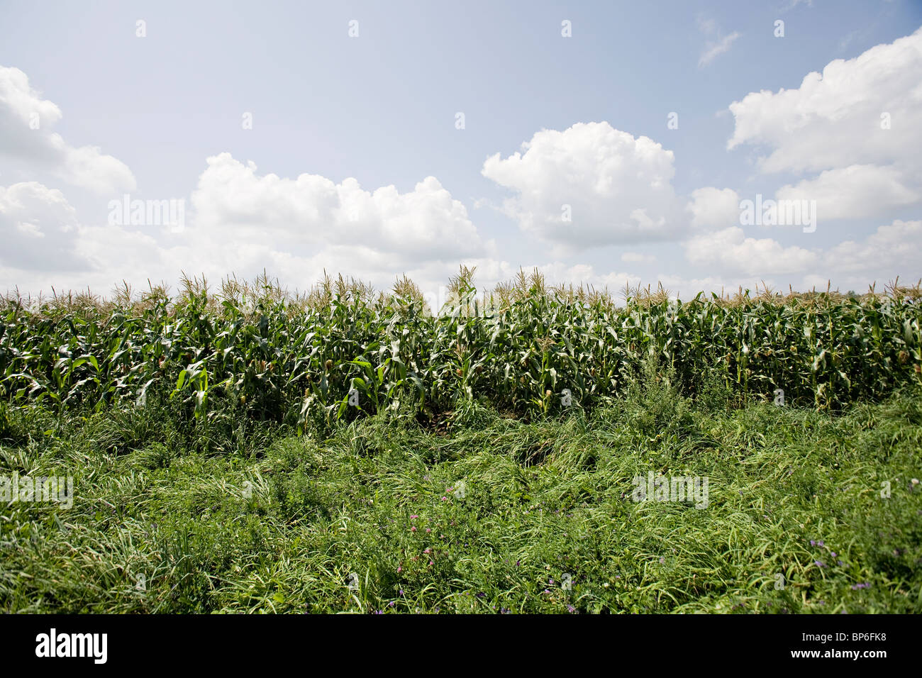 Corn grass weeds hi-res stock photography and images - Alamy