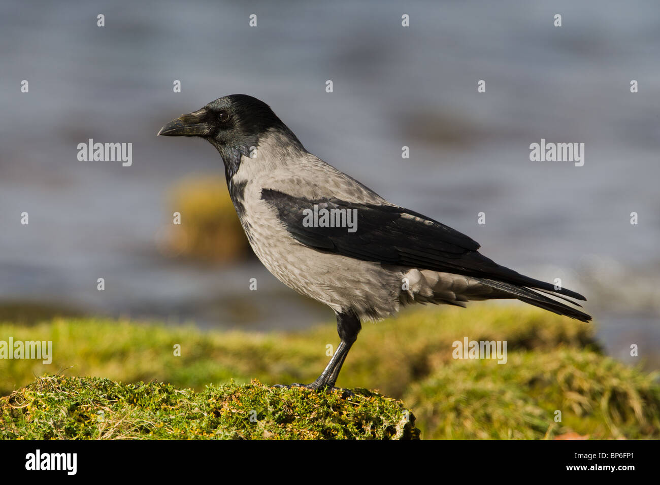 Hooded Crow, Corvus corone, on salt marsh Stock Photo - Alamy