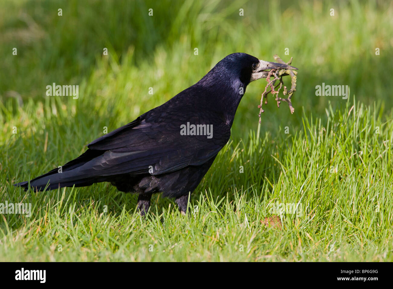 Rook Corvus frugilegus, gathering sticks for nest building Stock Photo ...