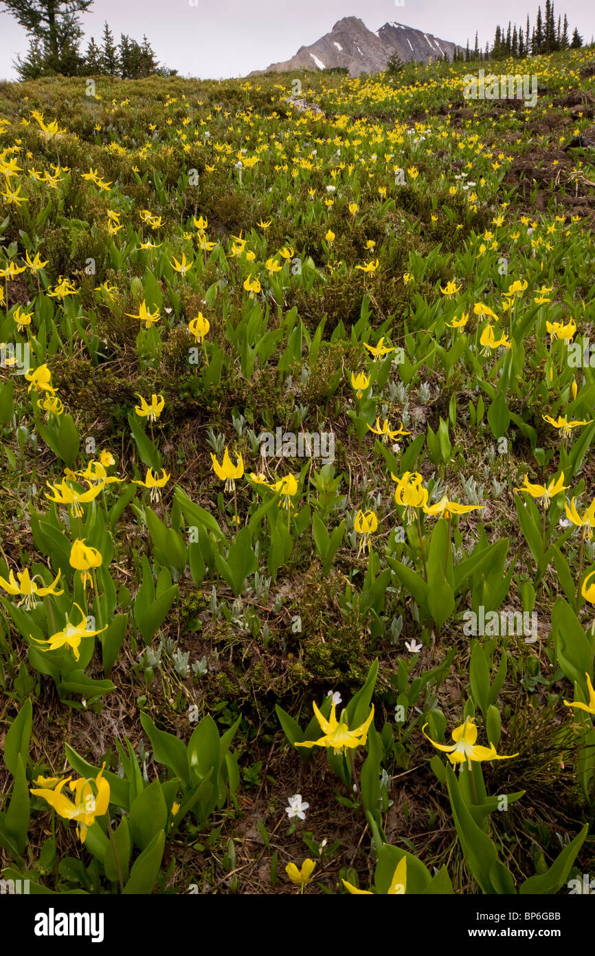 Glacier lily hi-res stock photography and images - Alamy