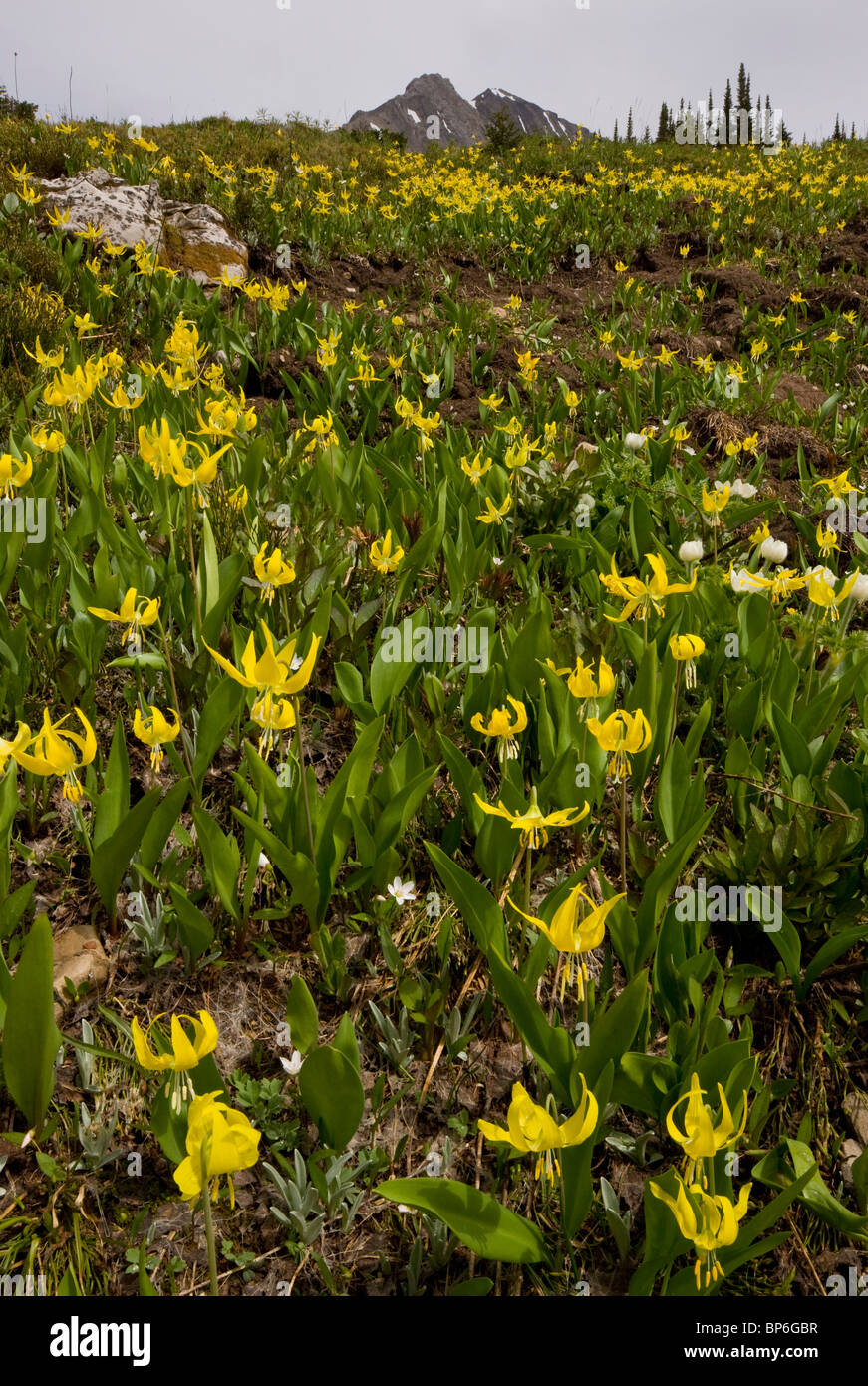 Glacier lily hi-res stock photography and images - Alamy