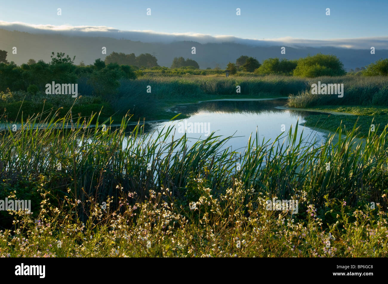 Marsh habitat hi-res stock photography and images - Alamy