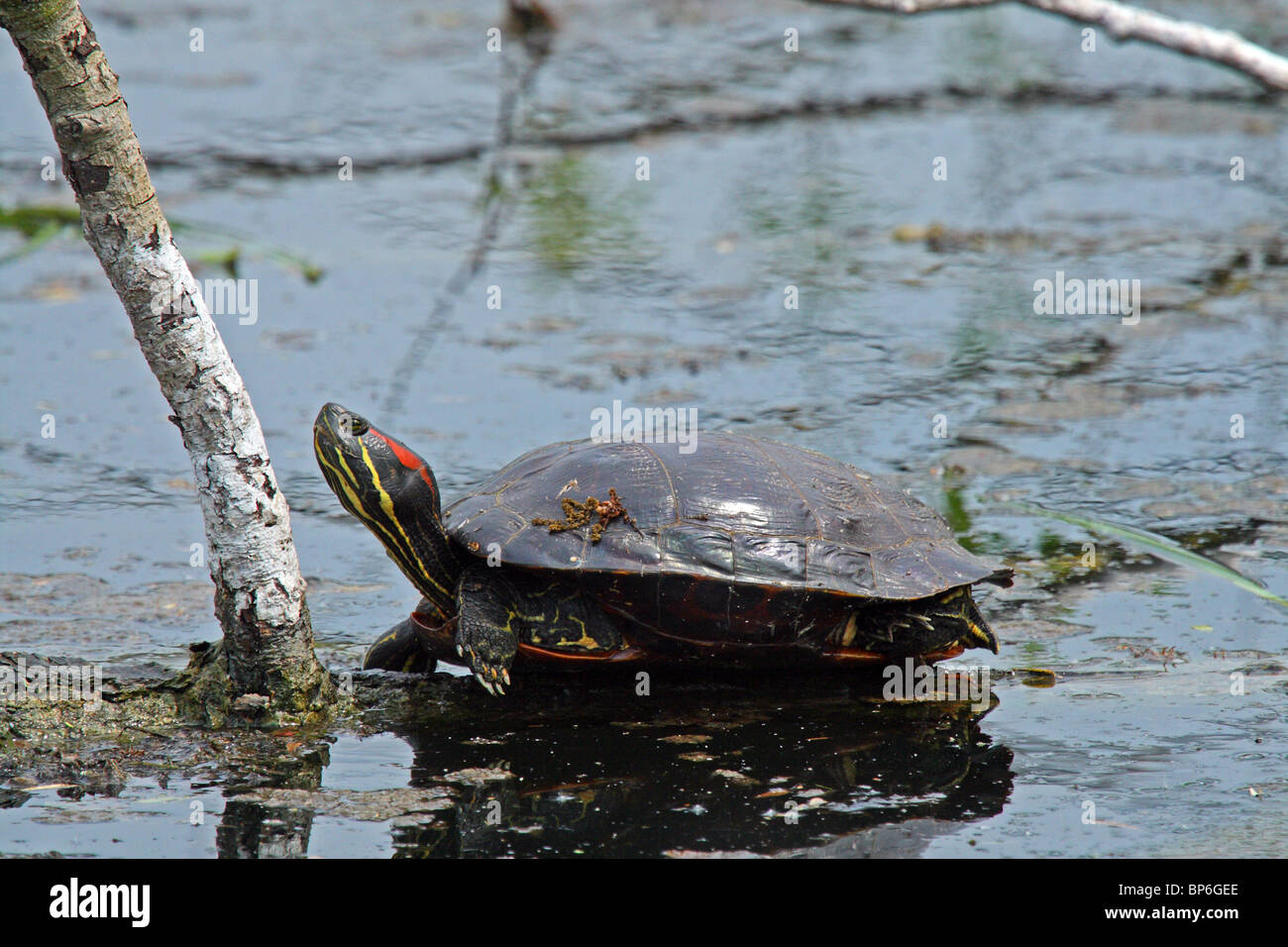 Red-eared Turtle or Slider (Trechemys scripta elegans ) - in an English ...