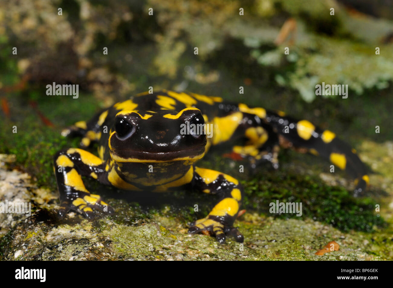 European fire salamander (Salamandra salamandra), front view, Spain ...