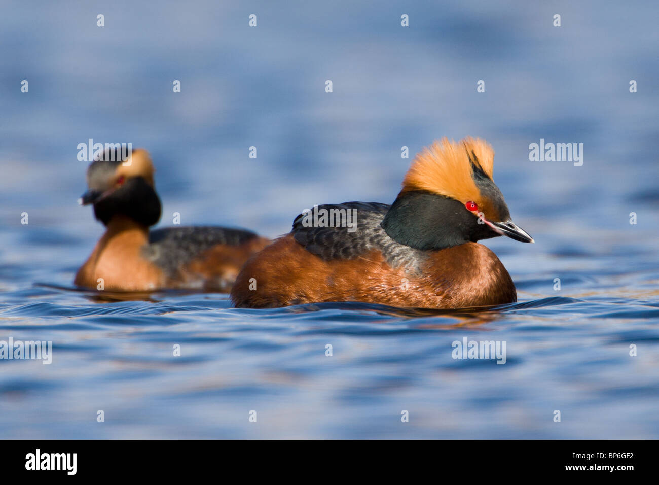 Slavonian Grebe, Podiceps auritus Stock Photo - Alamy