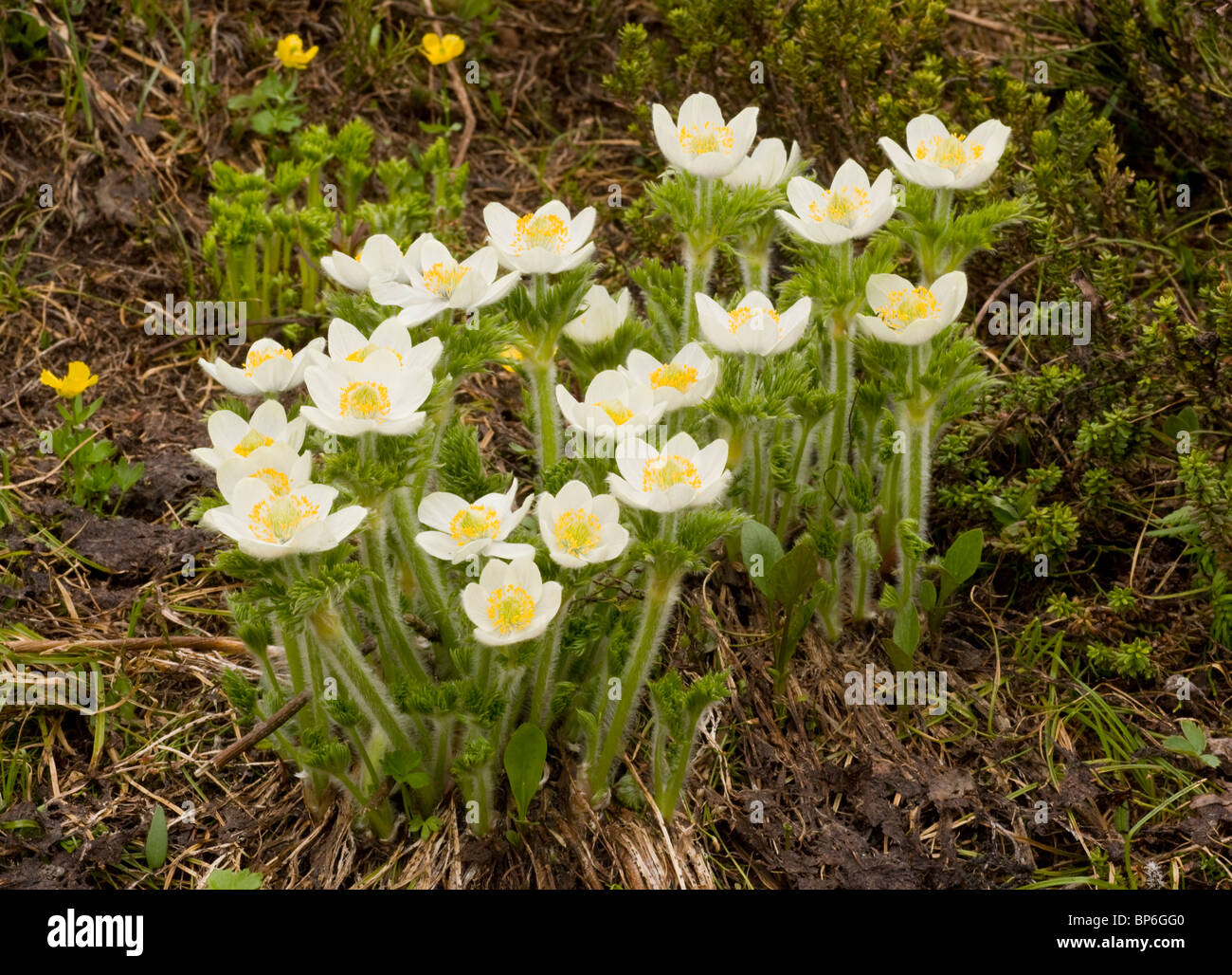 Western Pasque Flower High Resolution Stock Photography and Images - Alamy