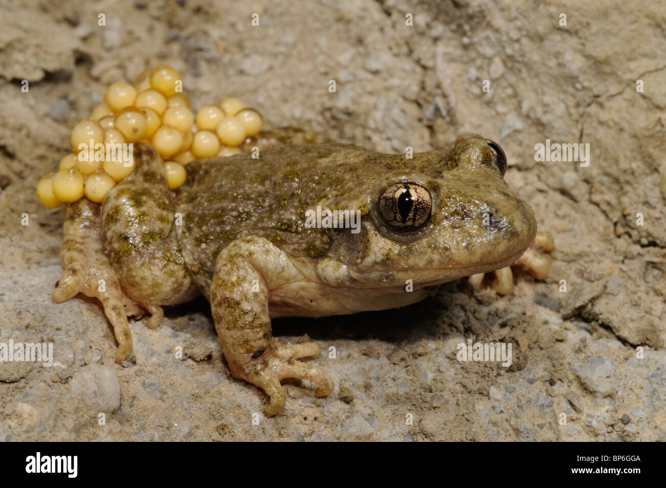 Midwife toad of Hillenius, Betic midwife toad (Alytes dickhilleni ...