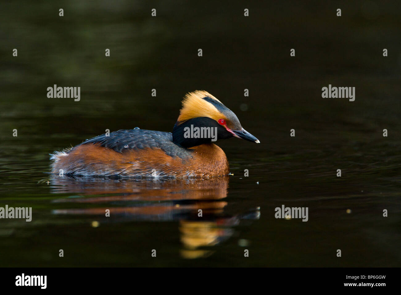 Slavonian Grebe, Podiceps auritus Stock Photo - Alamy