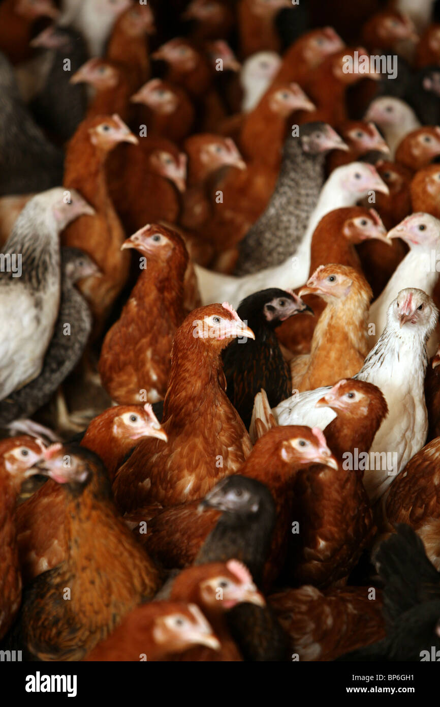 Chickens in a barn Stock Photo - Alamy