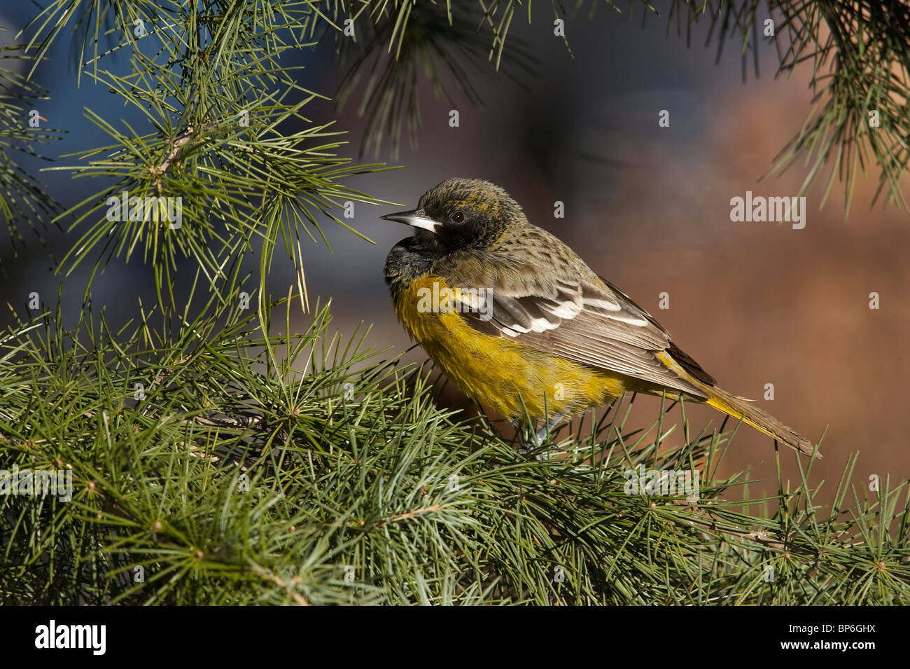 Male Scott's Oriole Perched in an Evergreen in Midtown Manhattan Stock ...