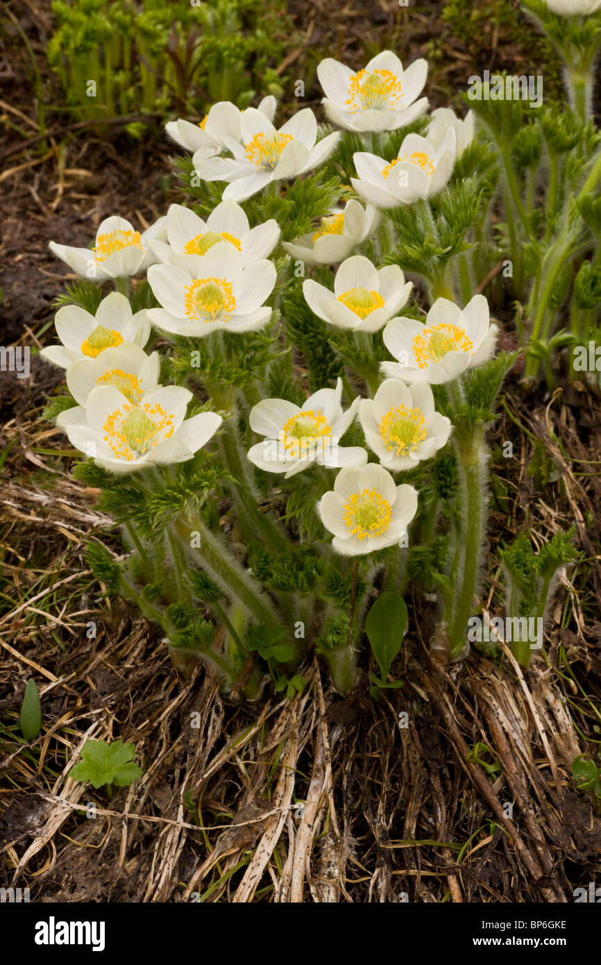Western Pasque-flower or Western Anemone, Anemone occidentalis ...