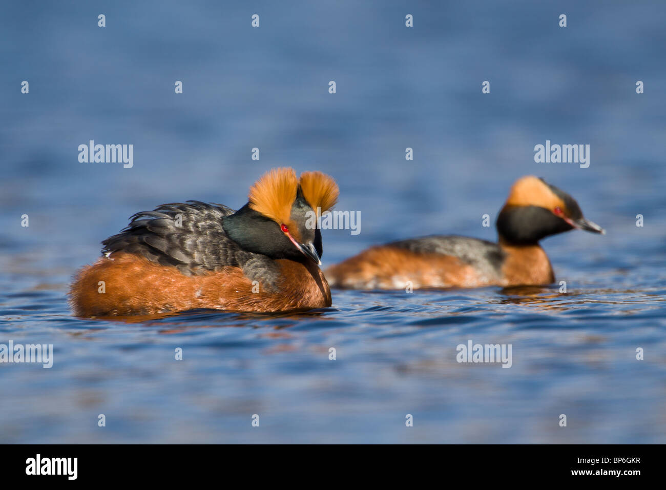 Slavonian Grebe, Podiceps auritus Stock Photo - Alamy