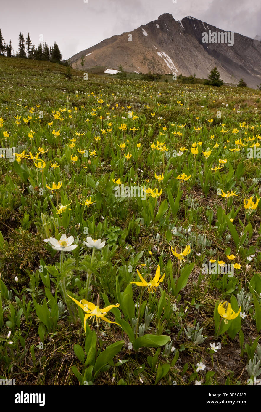 Masses of Yellow Glacier-Lily or Snow-Lily, at Ptarmigan Lake ...