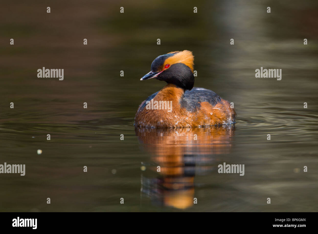 Slavonian Grebe, Podiceps auritus Stock Photo - Alamy