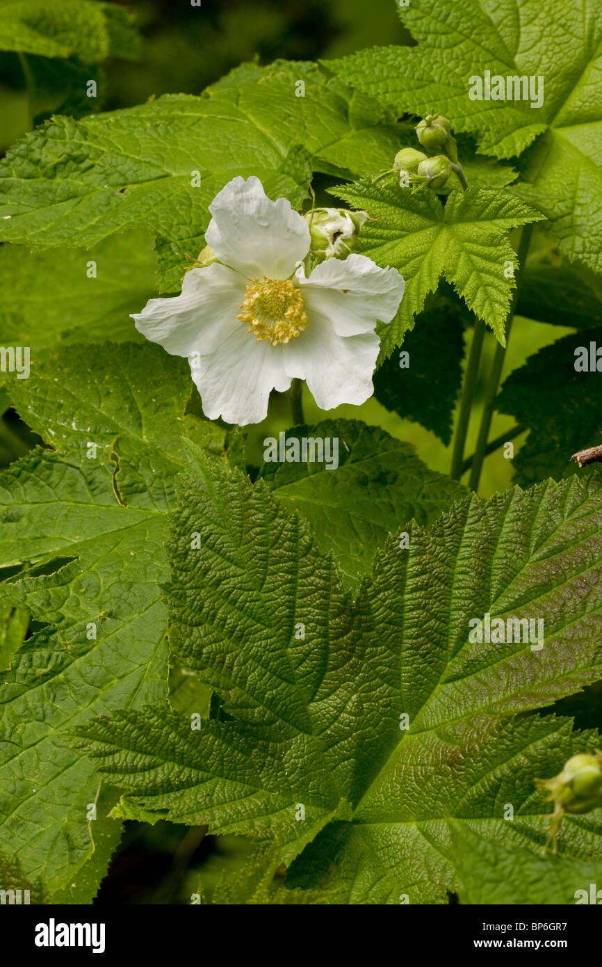 Thimbleberry hi-res stock photography and images - Alamy