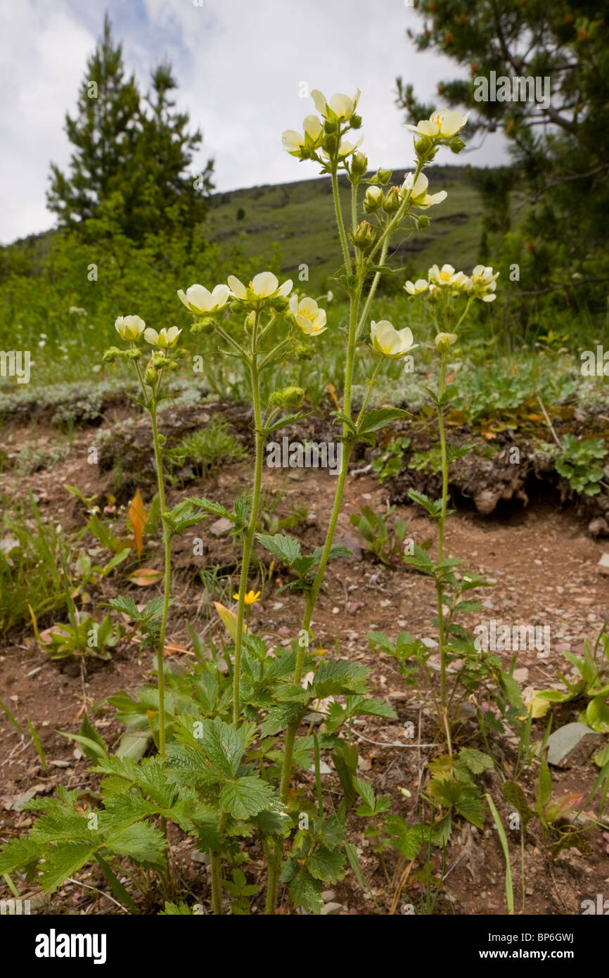 White Cinquefoil, Potentilla arguta, Rockies, Canada Stock Photo - Alamy