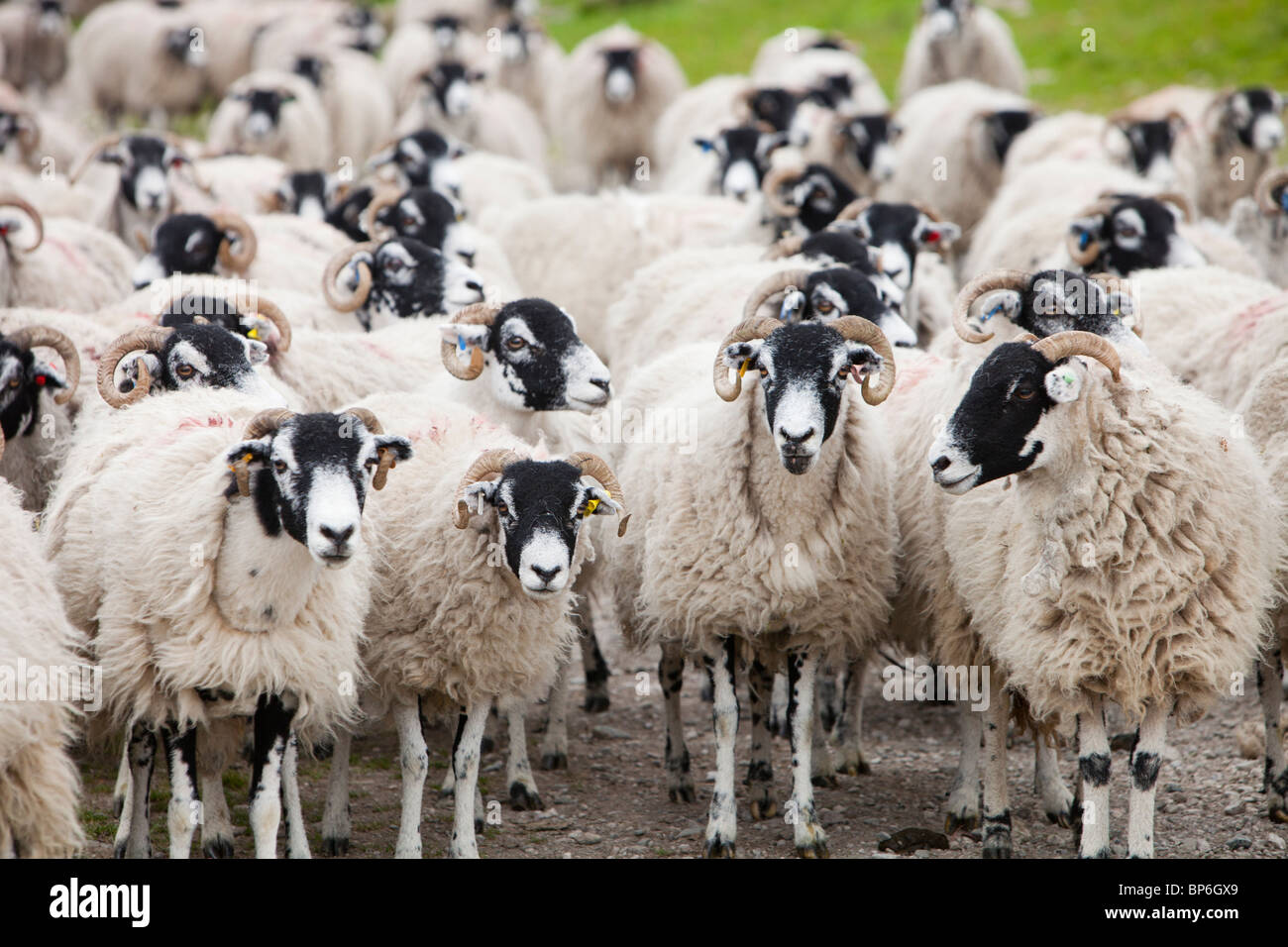 Sheep being led to a shearing pen in Wet Sleddale, Lake District, UK ...