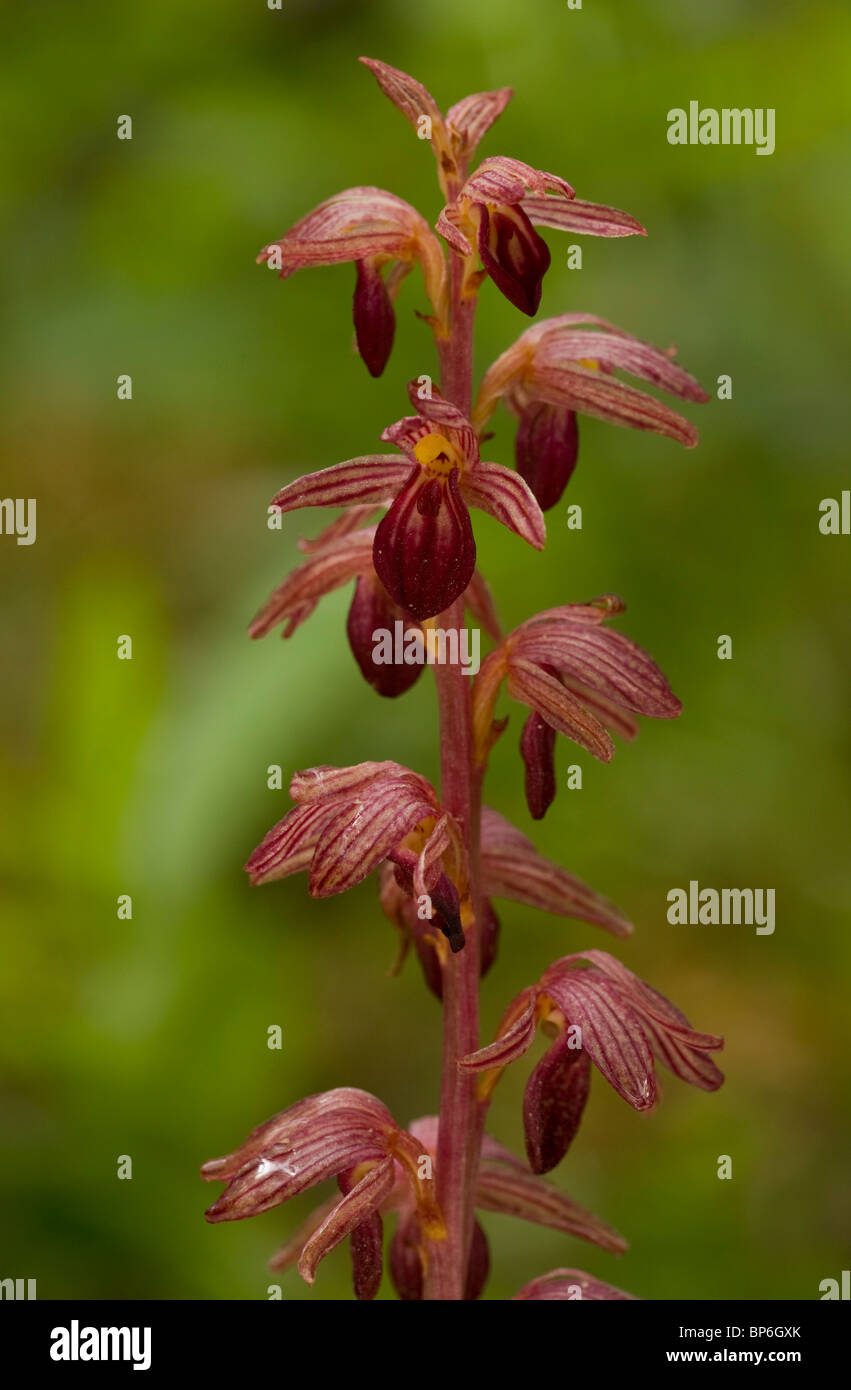 Striped Coral-root, Corallorhiza striata, in dense woodland, Canada ...