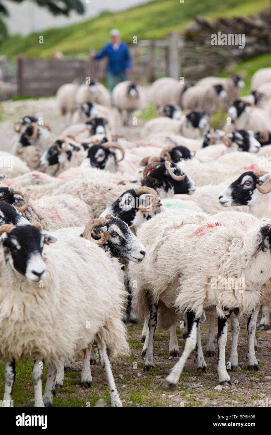 Herding sheep into pen hi-res stock photography and images - Alamy