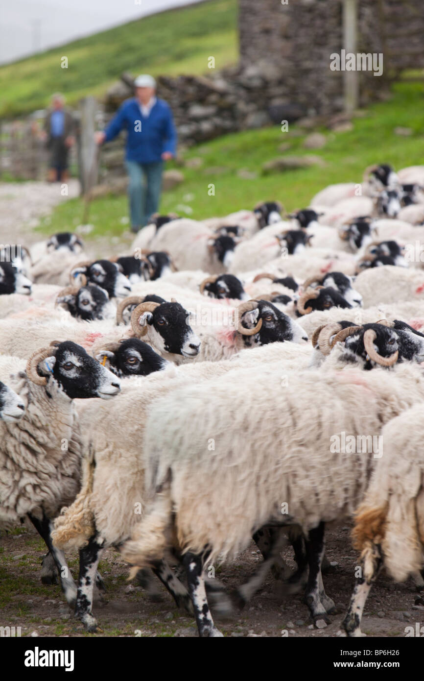 Farmer herding sheep hi-res stock photography and images - Alamy
