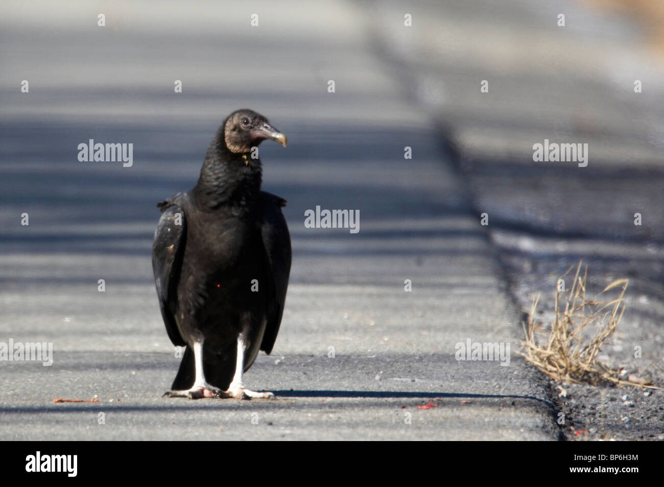 Animal standing on highway hi-res stock photography and images - Alamy