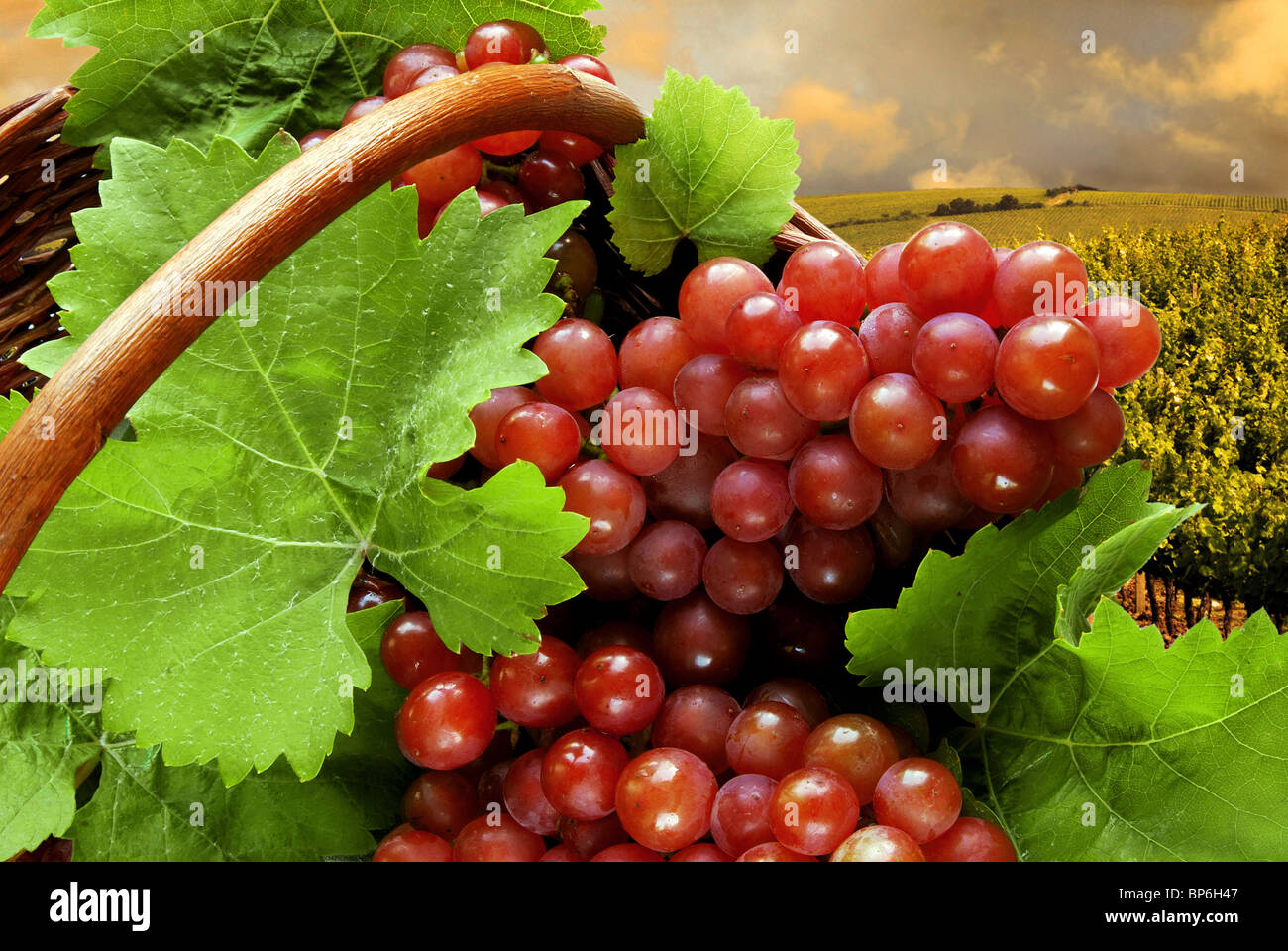 Fresh pink grapes Stock Photo - Alamy