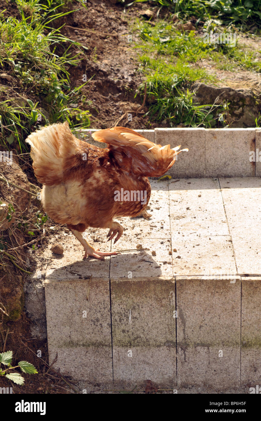 Excited chicken High Resolution Stock Photography and Images - Alamy