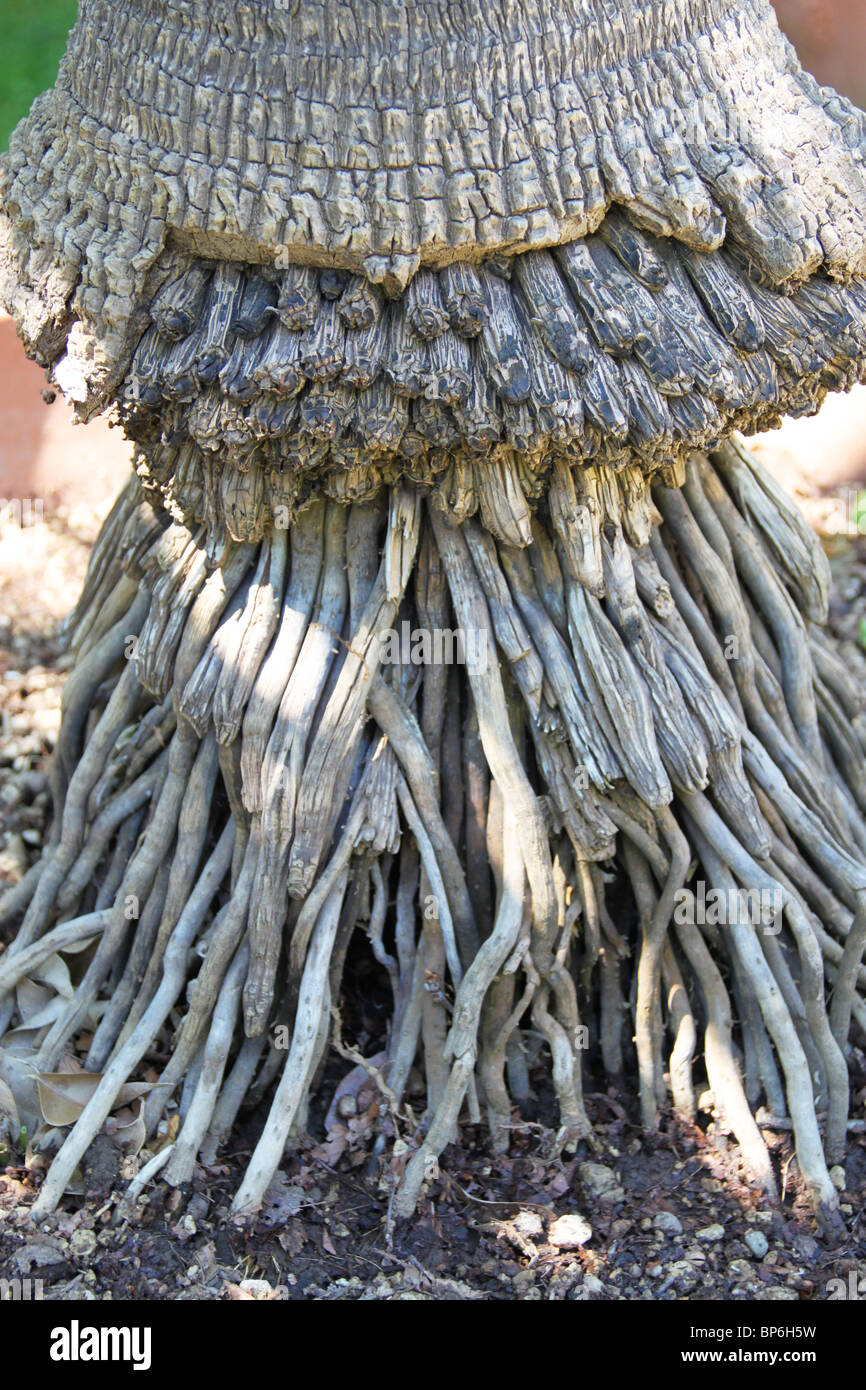 Tree roots, Botanical Gardens, Lucca, Tuscany, Italy Stock Photo - Alamy