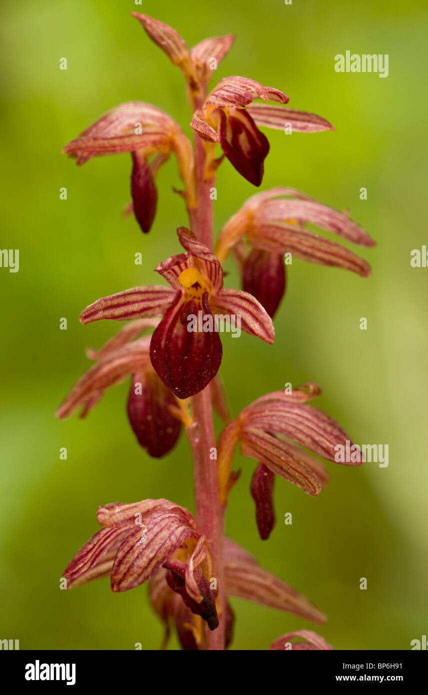 Striped coral root orchid hi-res stock photography and images - Alamy