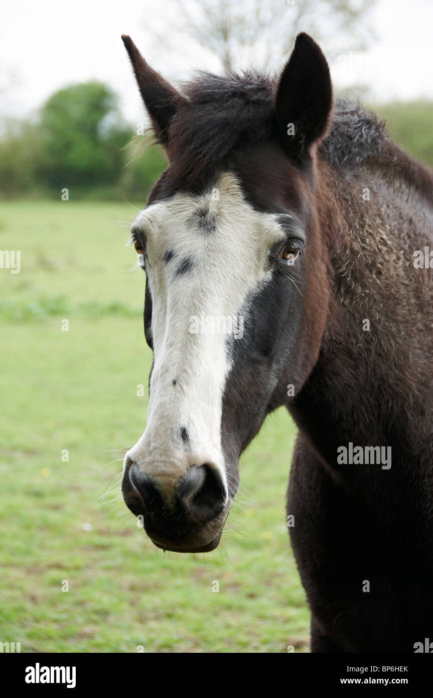 A portrait of a horse in a field Stock Photo - Alamy