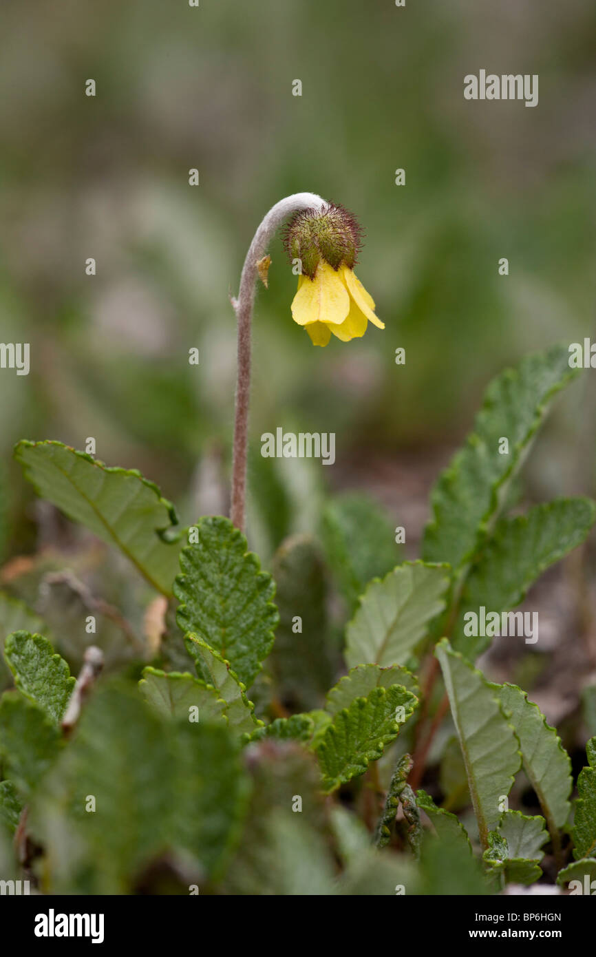 Yellow Mountain-Avens, Dryas drummondii in flower, Rockies, Canada ...