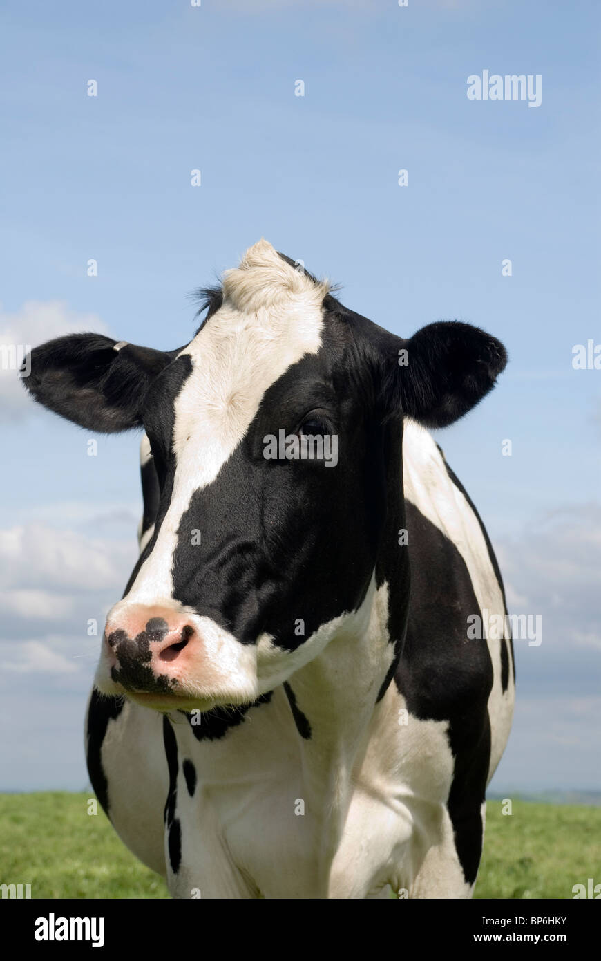 Friesian cow hi-res stock photography and images - Alamy