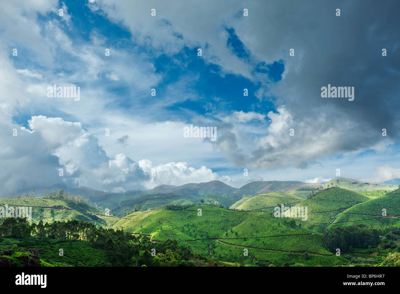 Tea plantations and sky with clouds. Munnar, Kerala, India Stock Photo ...