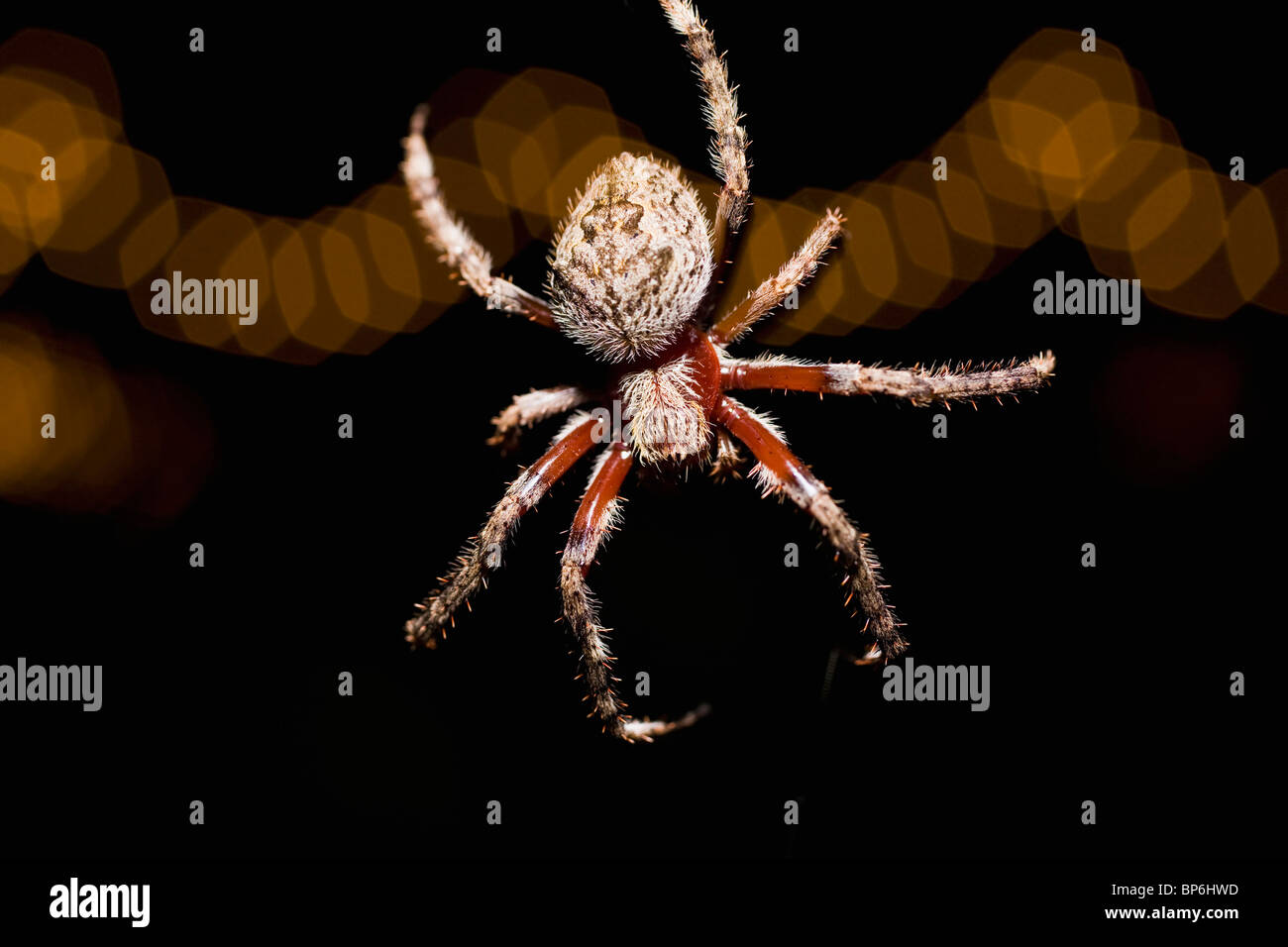 A spider at night Stock Photo - Alamy