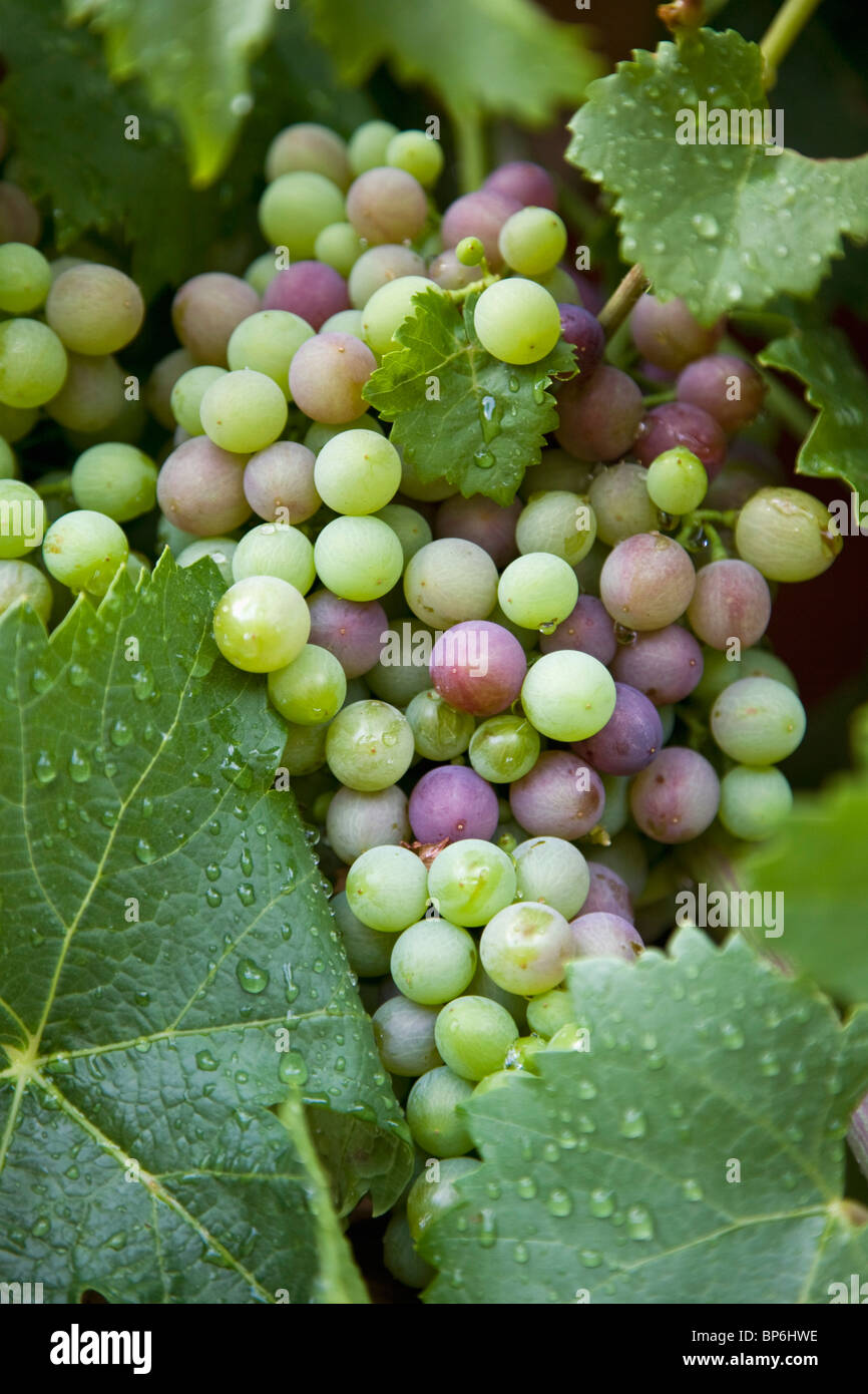 Detail of grapes on a vine Stock Photo - Alamy
