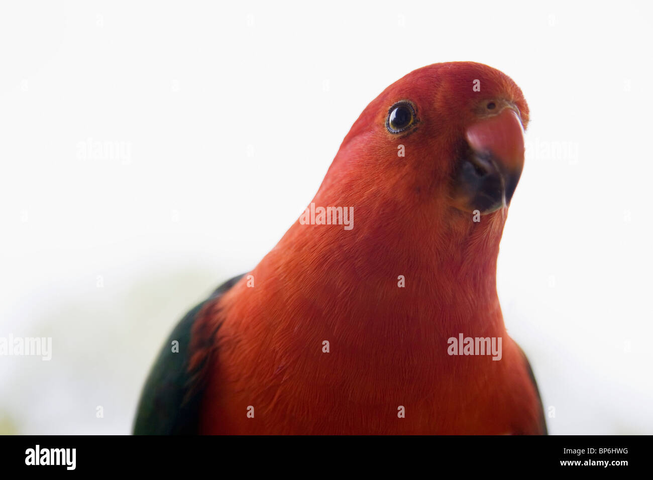 Detail of a red parakeet Stock Photo - Alamy